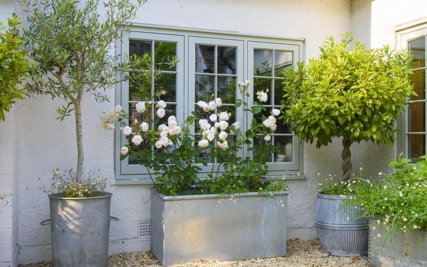 Rosenpflege in Töpfen | David Austin