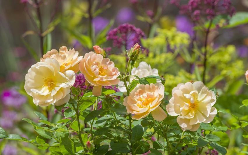 Hochsommerduft: Wann Rosen am intensivsten duften | David Austin