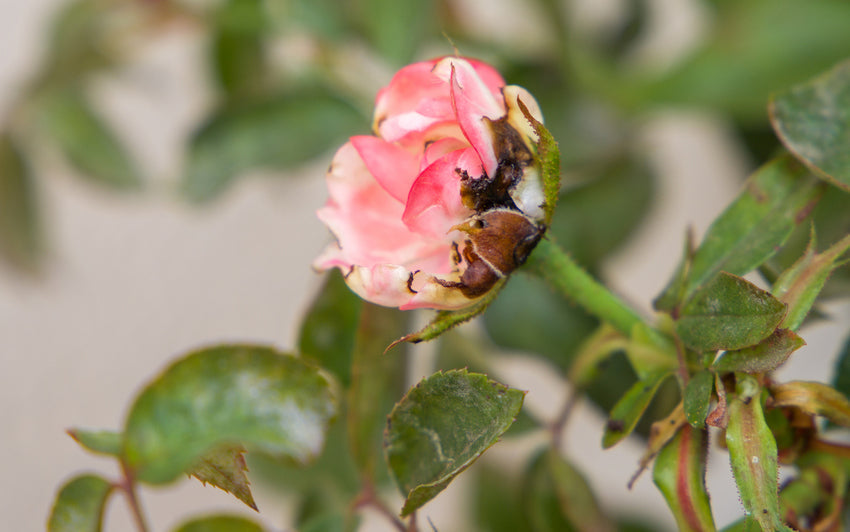 Thripse und Rosen: Wenn Knospen sich nicht öffnen | David Austin