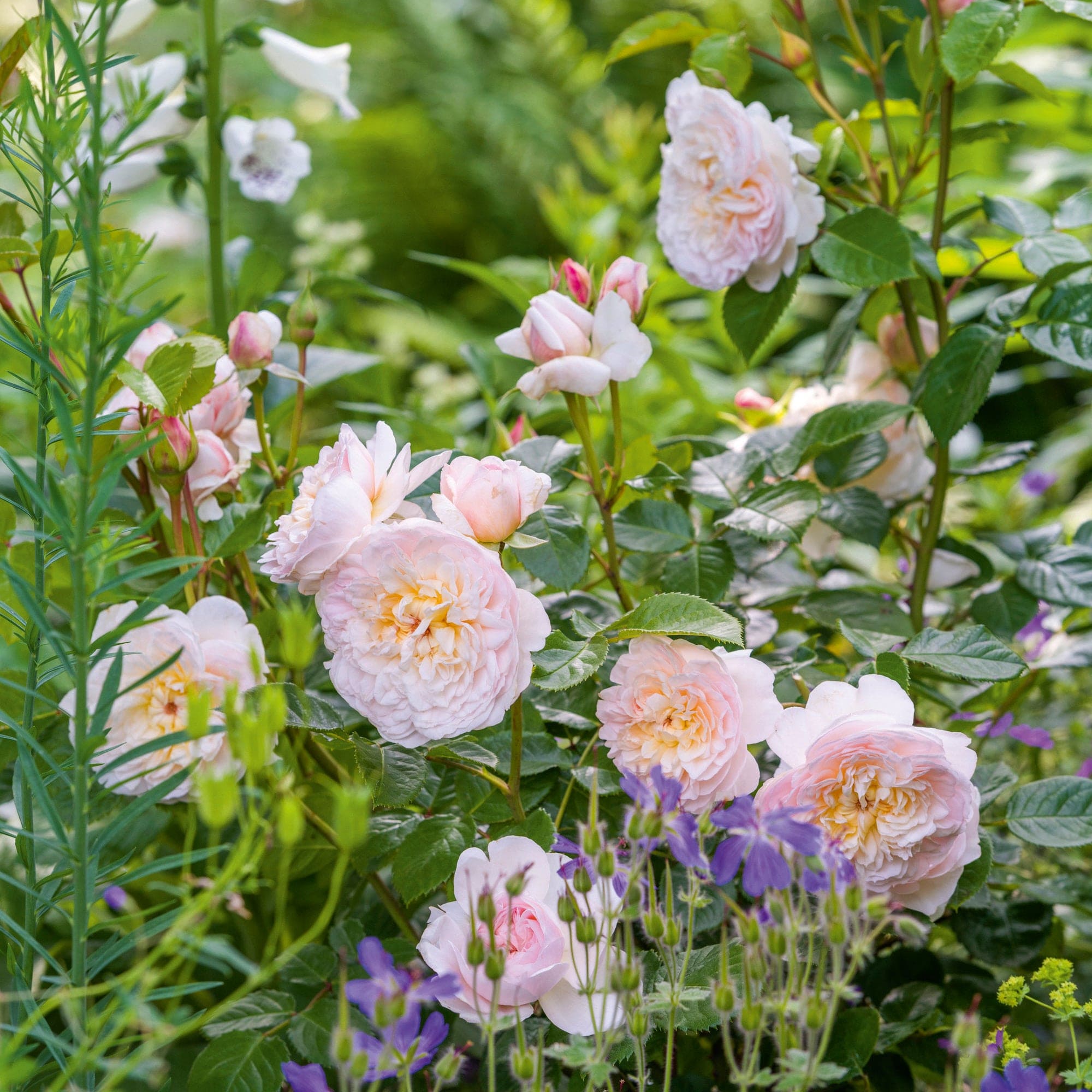 Emily Bronte | English Shrub Rose | David Austin Roses