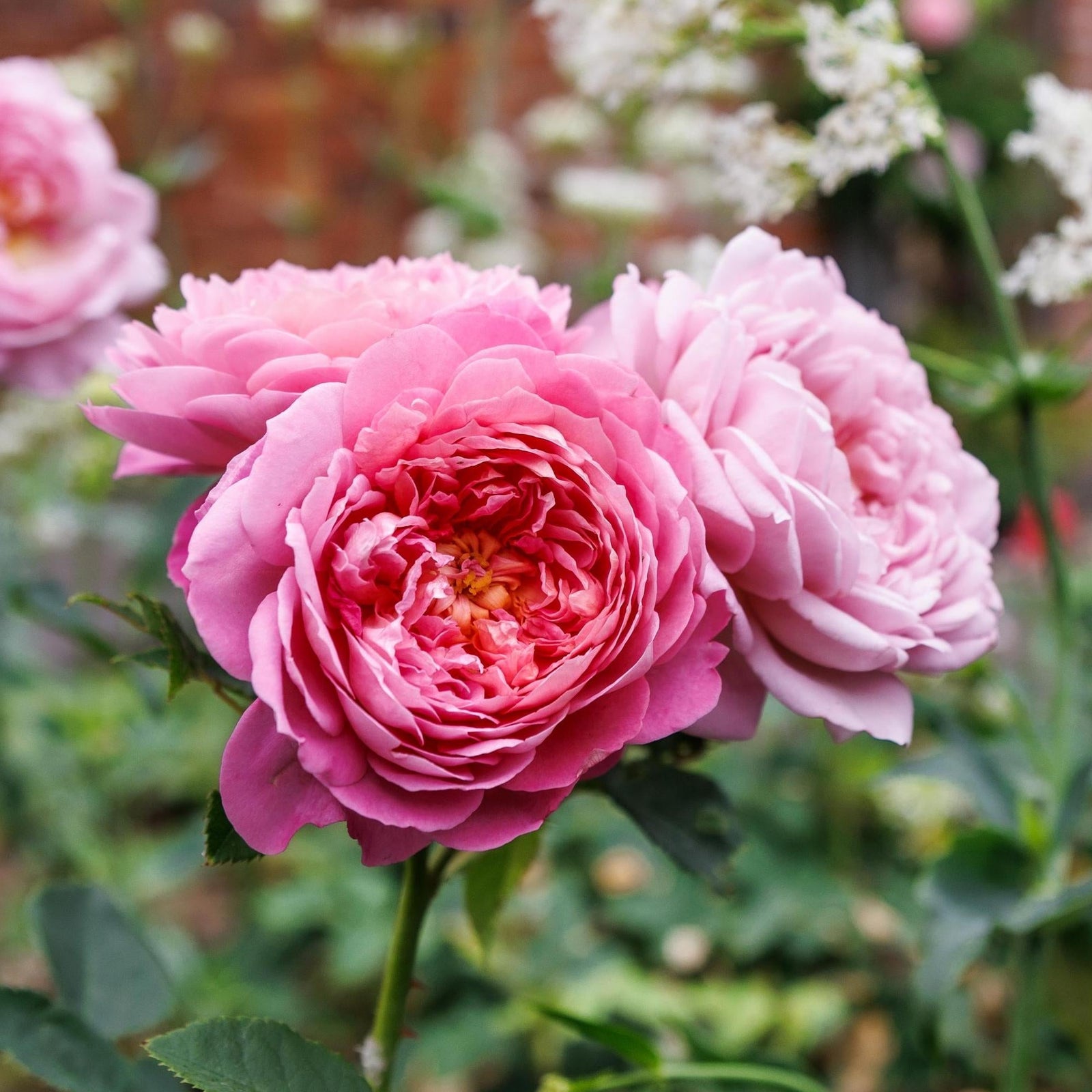 Echter Mehltau an Rosen bekämpfen: Der Geist im Garten | David Austin