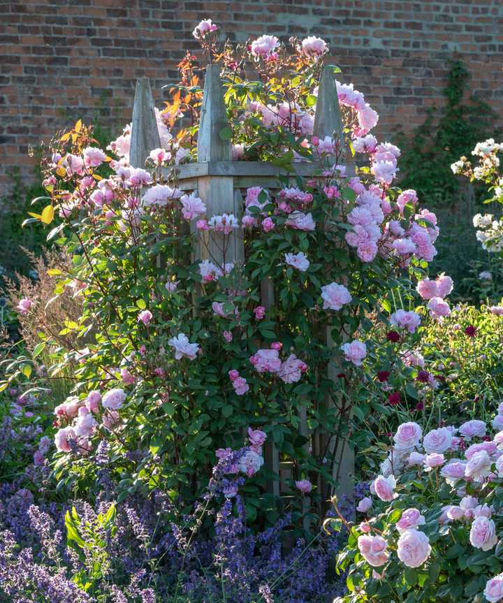 David Austin Roses – Rosen, Rosenpflege und Fachberatung