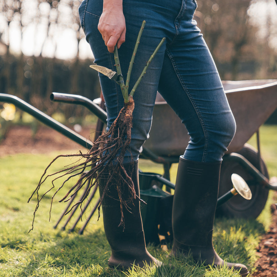 David Austin Roses – Rosen, Rosenpflege und Fachberatung