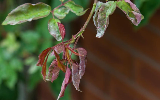 Echter Mehltau an Rosen bekämpfen: Der Geist im Garten | David Austin