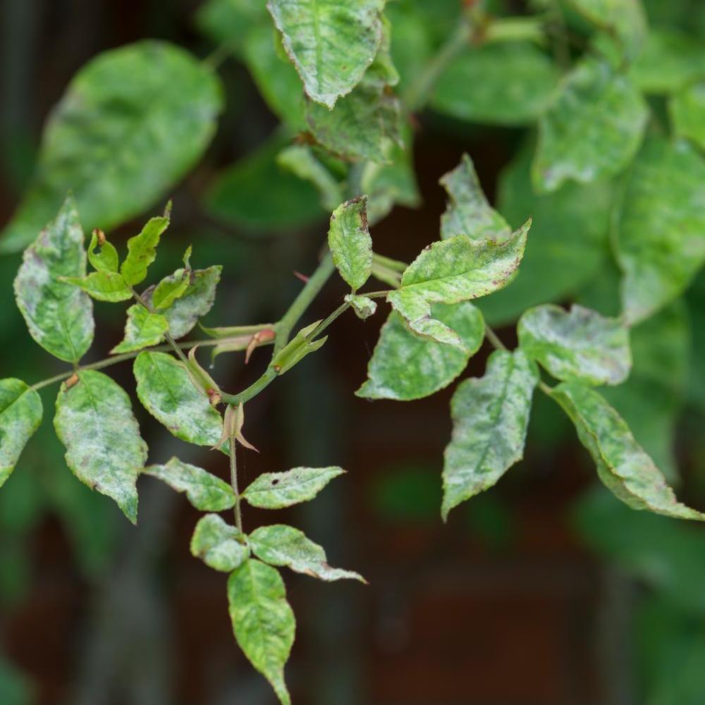 Echter Mehltau an Rosen bekämpfen: Der Geist im Garten | David Austin