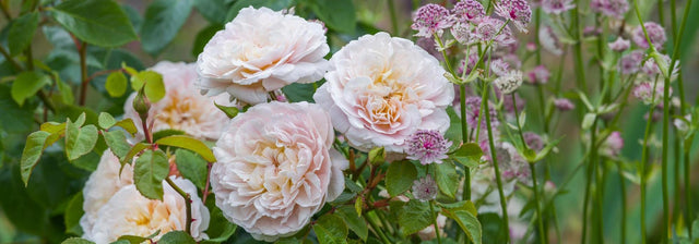 Sanfte Farbtöne, bleibender Geist: Emily Brontë im Garten | David Austin
