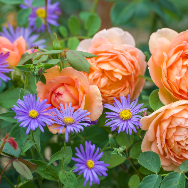 David Austin Roses – Rosen, Rosenpflege und Fachberatung