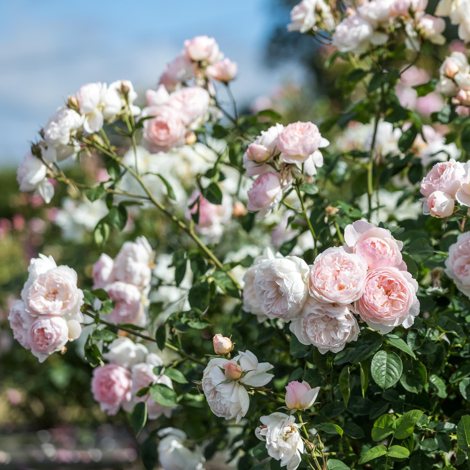 Gentle Hermione | English Shrub Rose | David Austin Roses