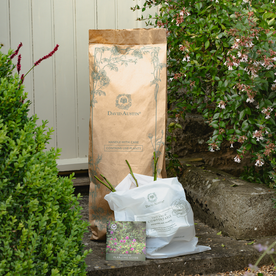 David Austin Roses – Rosen, Rosenpflege und Fachberatung