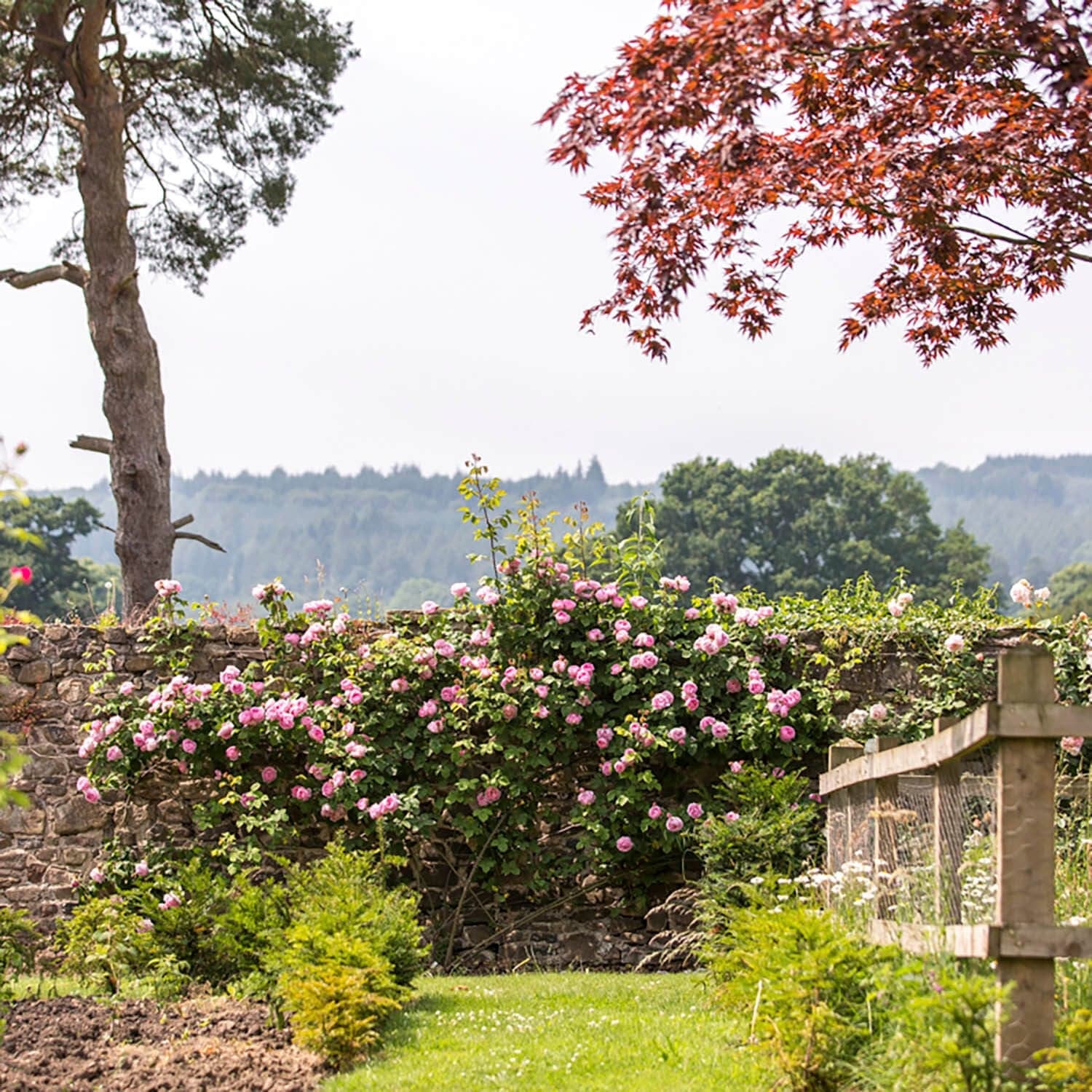 Constance Spry | English Climbing Rose | David Austin Roses